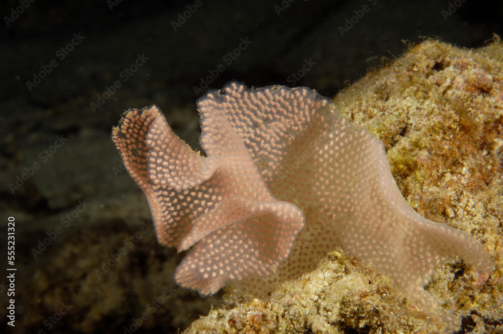 Clusters of snail eggs (egg cases) attached to a rock.; Derawan Island ...