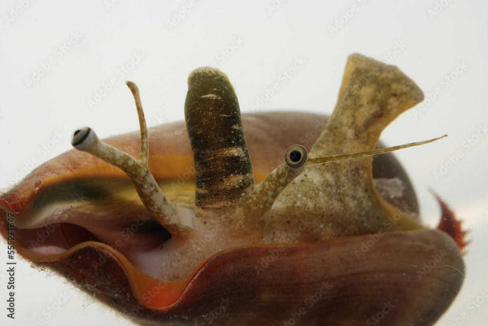 Strawberry conch, Strombus luhuanus, showing eyes, mouth, and foot ...