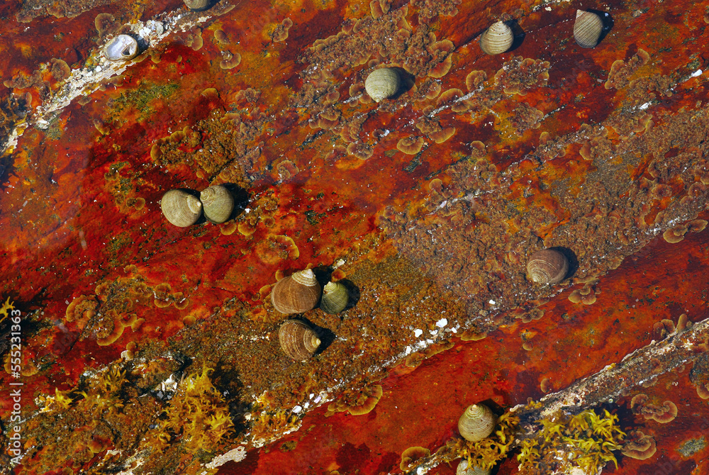Common periwinkles, Littorina littorea, and encrusting organisms ...