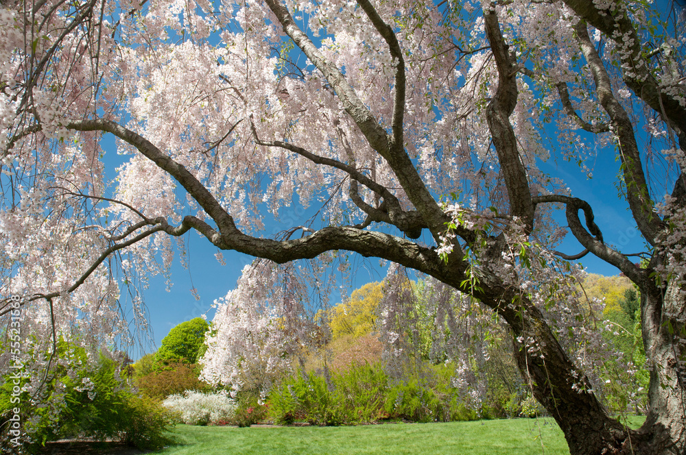 A scenic spring landscape with a weeping Higan cherry tree, Prunus ...