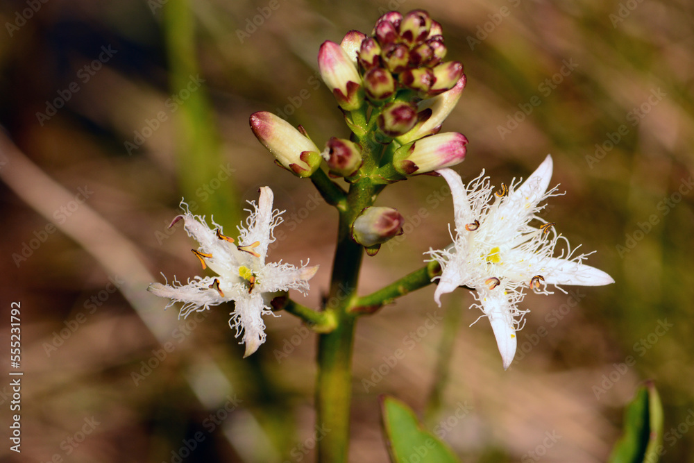 Foto de A flowering bog-bean plant in a bog in Cape Breton Highlands ...