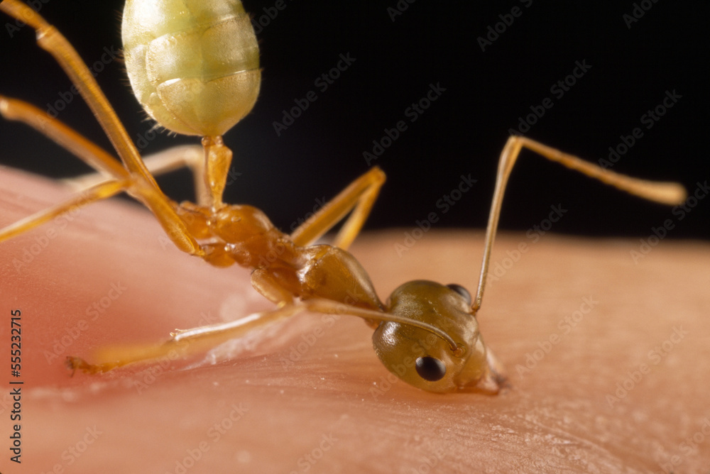 A green tree ant squirts acid into a bite on human skin.; North ...