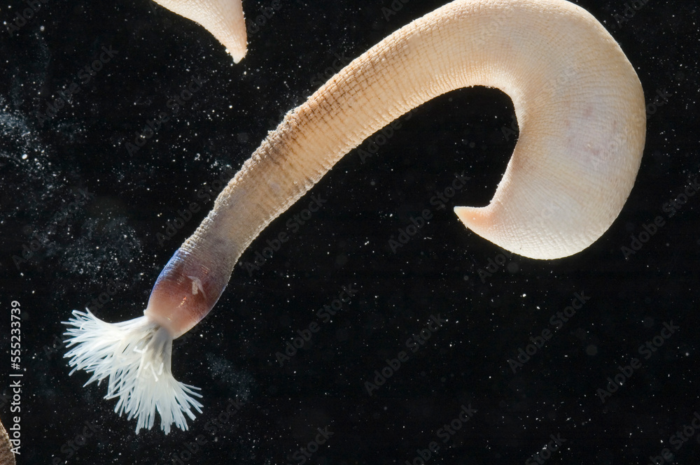 The feeding tentacles of a peanut worm.; Kahala Beach Park, Oahu Island, Hawaiian Islands. Stock ...