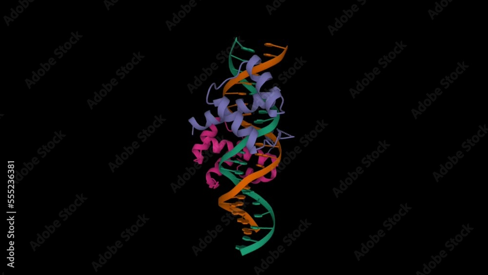 Pbx1, homeobox protein HOX-B1-DNA ternary complex. Animated 3D cartoon ...