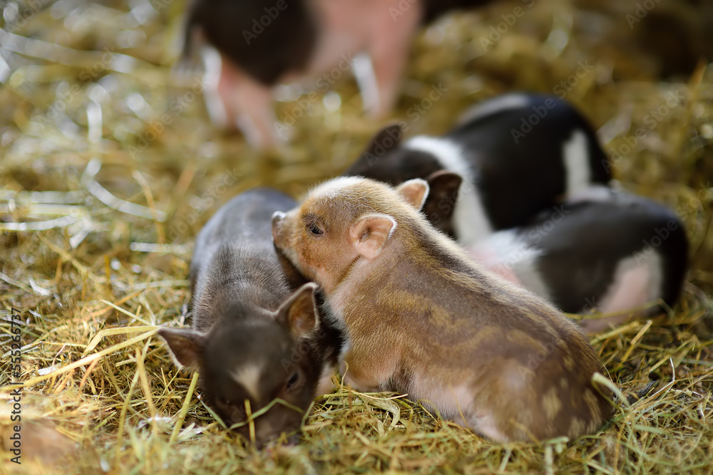 Small piglets breed of lop-bellied are in pigsty of local farm. Growing ...