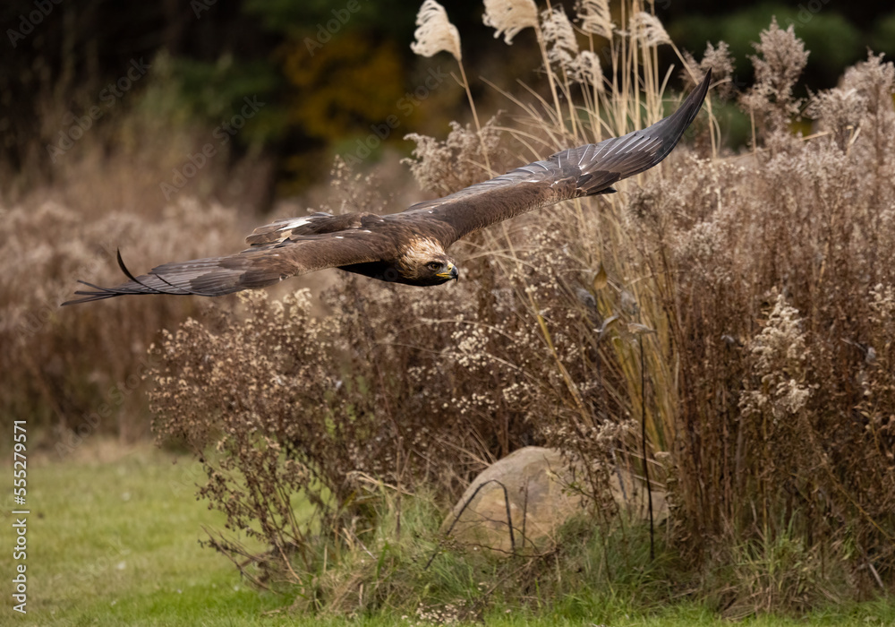 The golden eagle is a bird of prey. This large brown raptor is flying ...