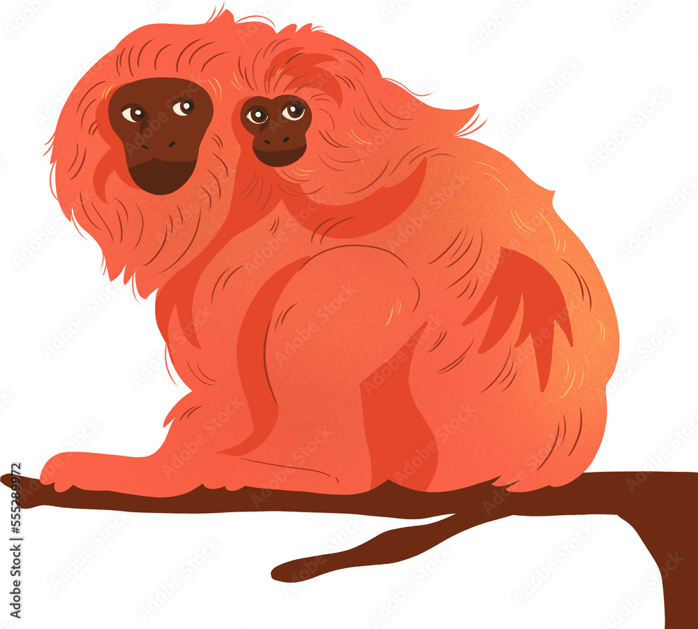 Poster golden lion tamarin "mico leao dourado" transparent background ...