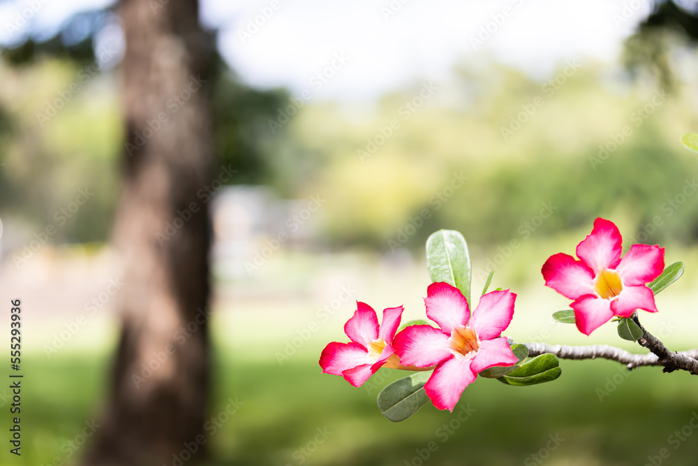 Pink Adenium fiower that bloom on the tree , with a blurred green leaf ...