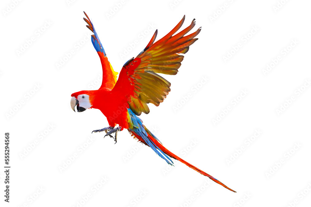 Scarlet macaw parrot flying isolated on transparent background png file ...
