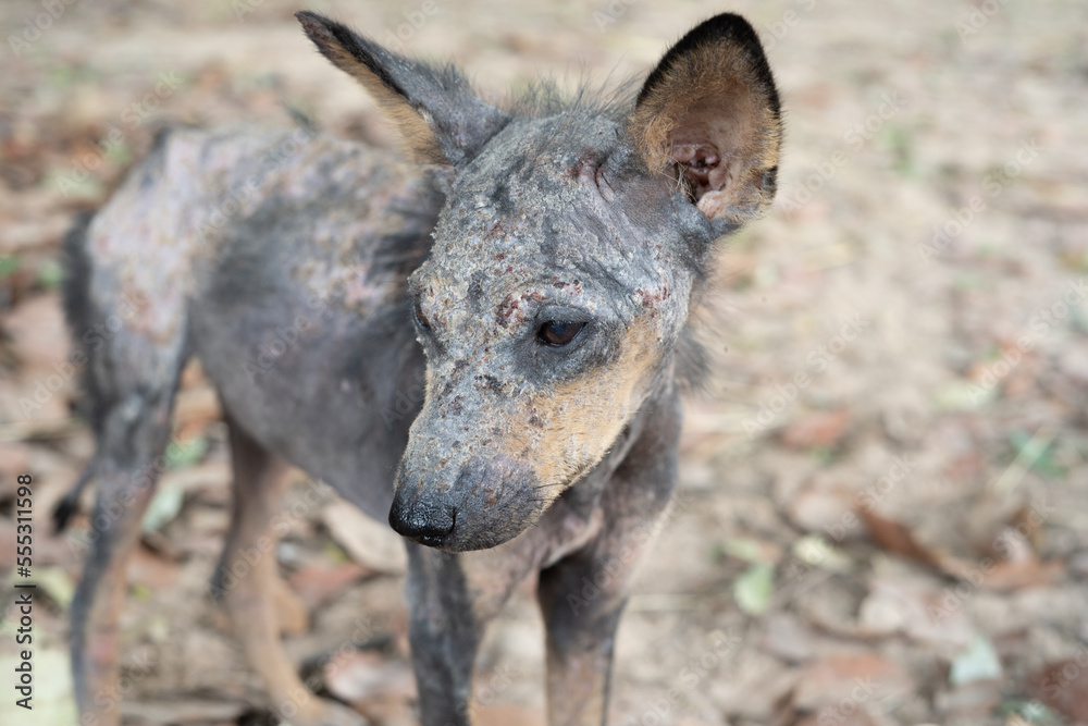 A stray dog discomfort sores festering smell dermatitis is a rash Rod ...