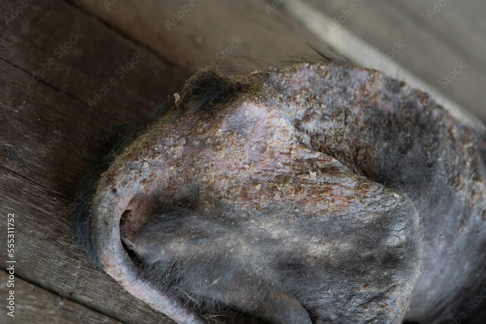 A stray dog discomfort sores festering smell dermatitis is a rash Rod ...