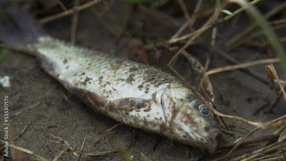 Fish dying on dry land near river bank with polluted water, hardly ...