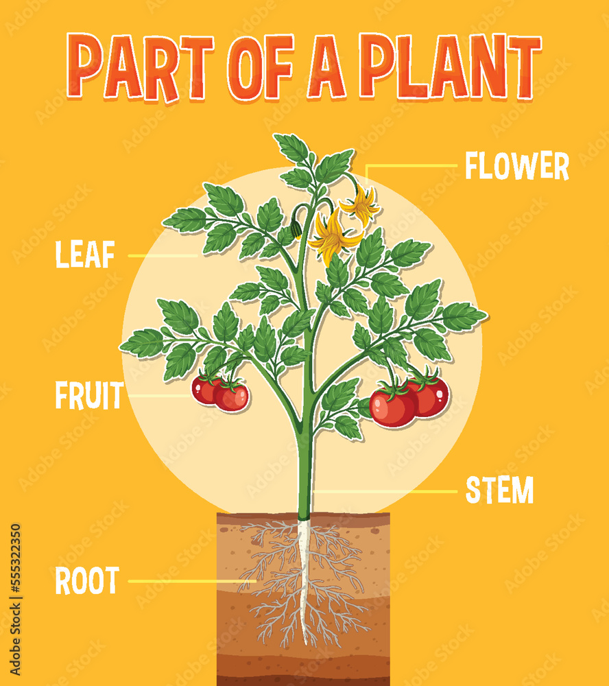 Diagram showing parts of a plant Stock Vector | Adobe Stock