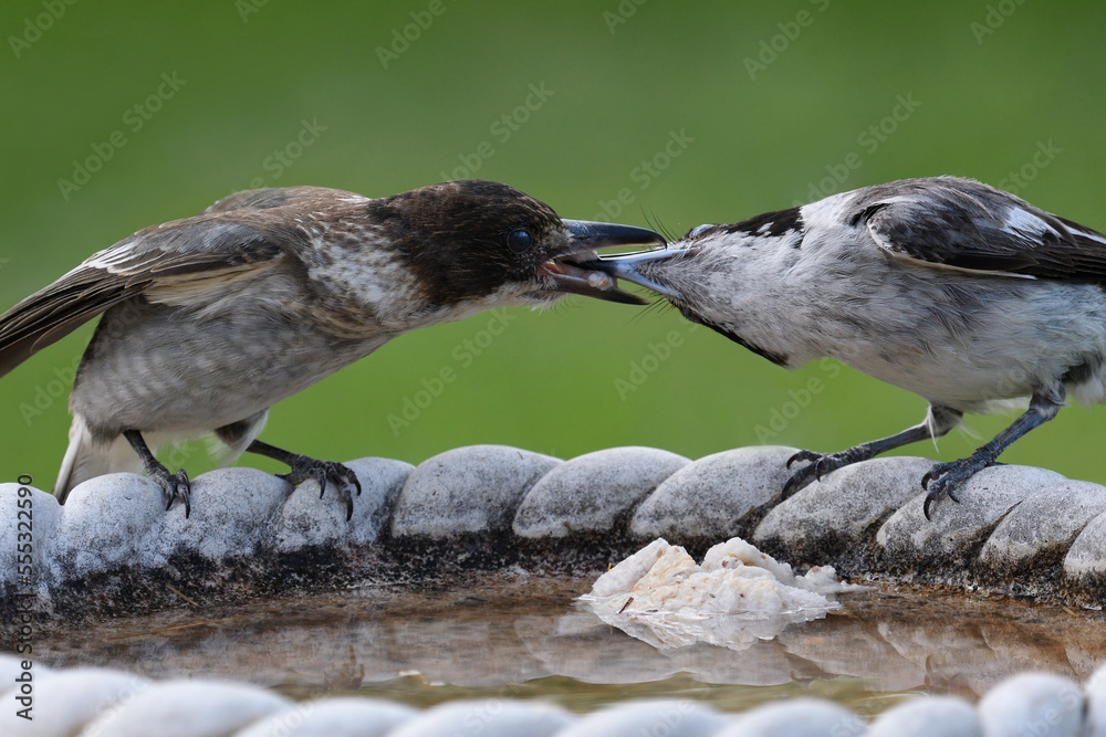 Foto de An adult parent Grey Butcherbird -Cracticus torquatus- bird ...