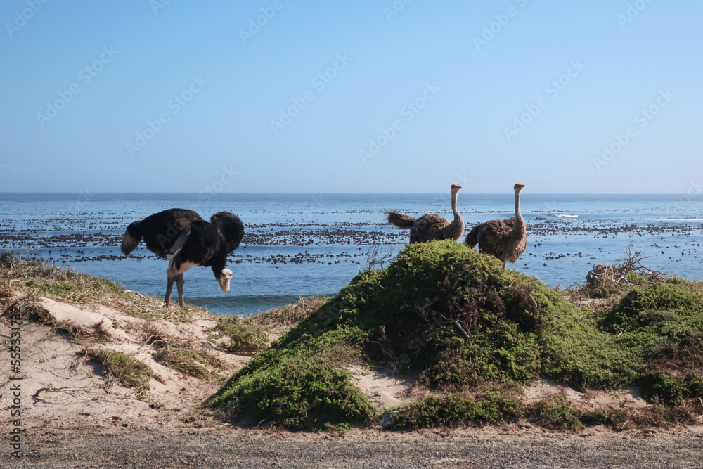 Ostriches on the beach. Cape Point National Park in Cape Town South ...