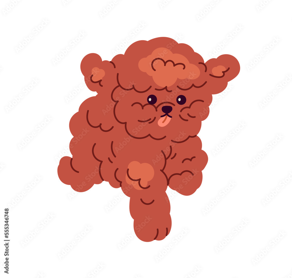 Toy Poodle, cute puppy running. Funny little miniature dog rushing ...