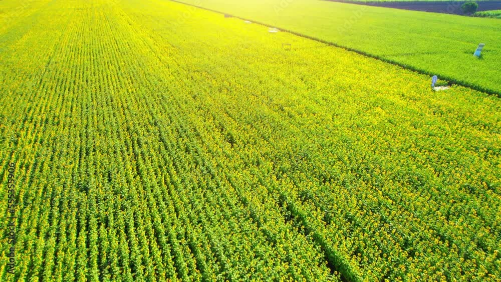 Aerial view over a large field of beautiful sunflowers. Tourist ...