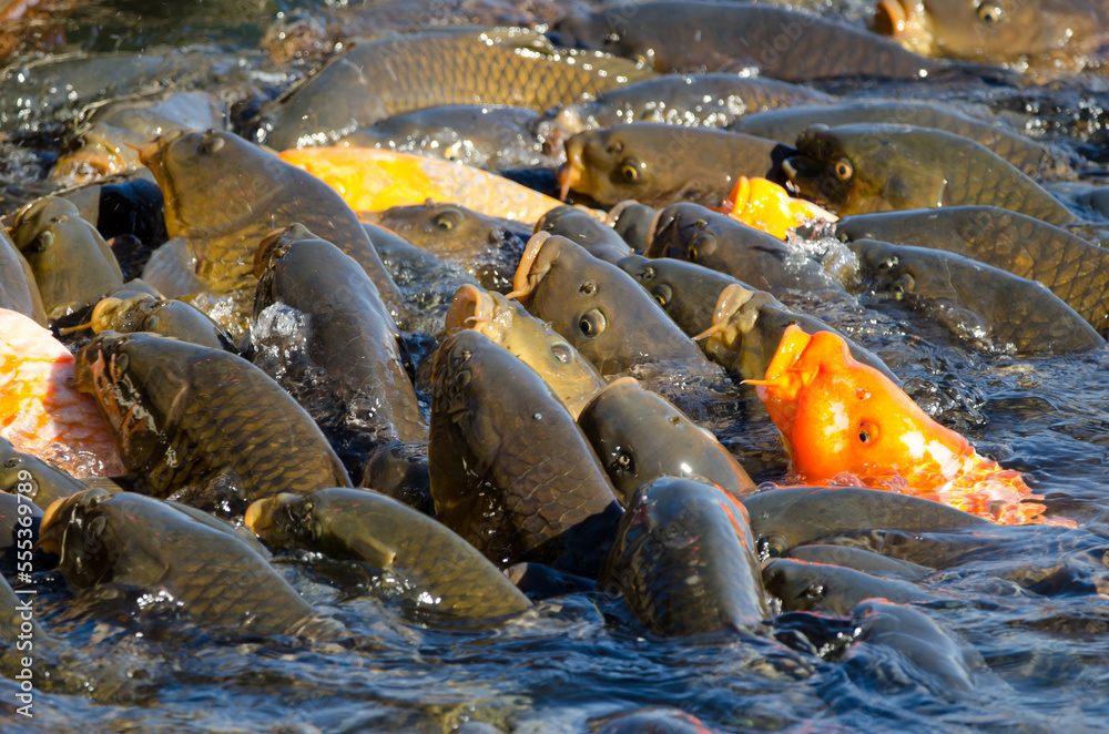 Eurasian carps Cyprinus carpio waiting for food. Lake Yamanako ...
