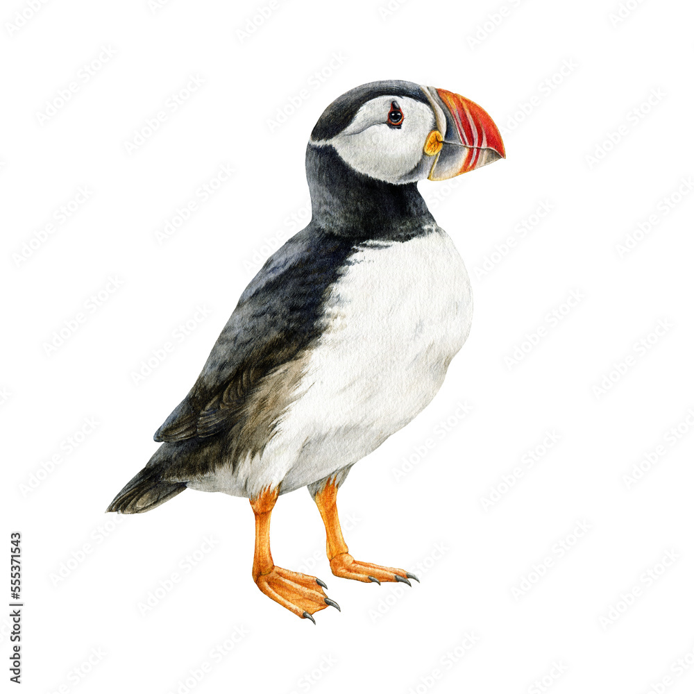 Puffin bird watercolor illustration. Hand drawn Atlantic wildlife ...