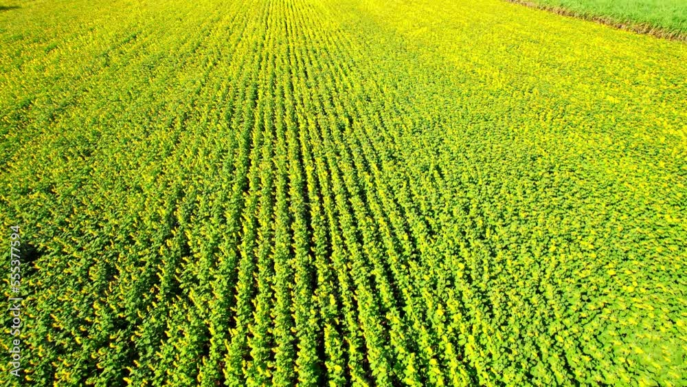 Aerial view over a large field of beautiful sunflowers. Plant and ...