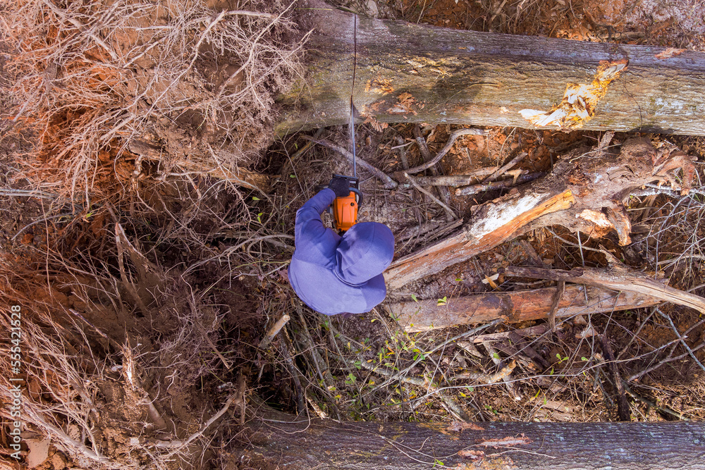 Professional man cutting down tree trunk with chainsaw after hurricane ...