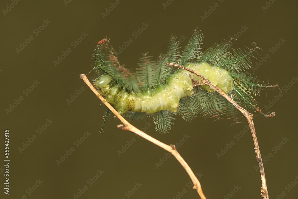 A caterpillar of the common baron was crawling on a dry tree branch ...