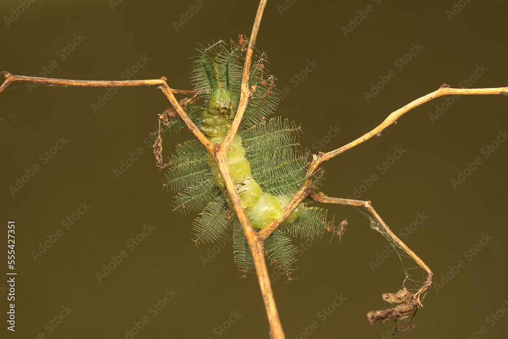 A caterpillar of the common baron was crawling on a dry tree branch ...