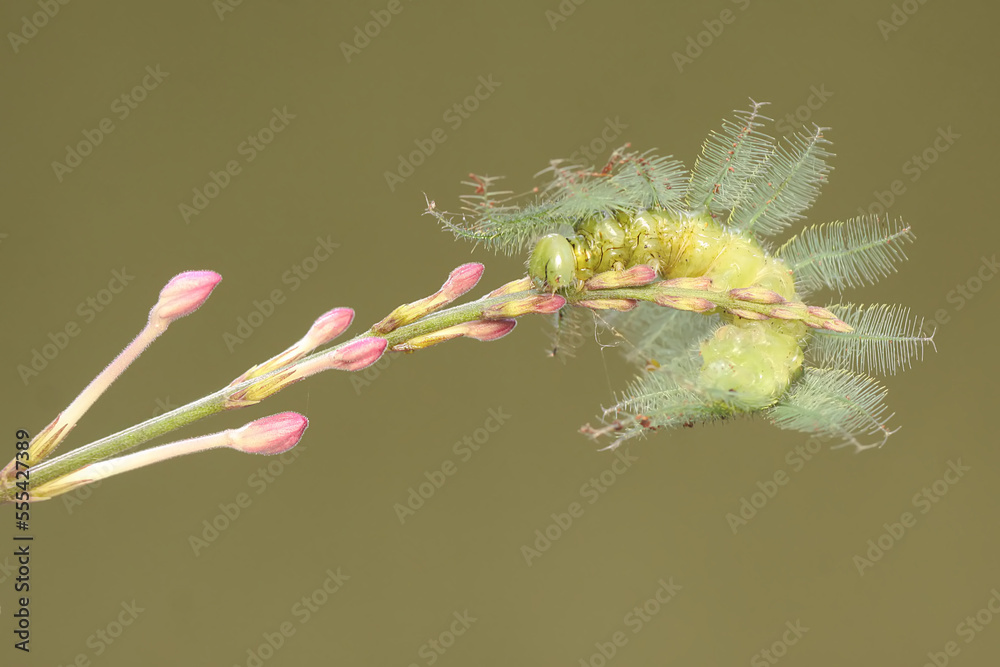 A caterpillar of the common baron is eating flowers from a wild plant ...