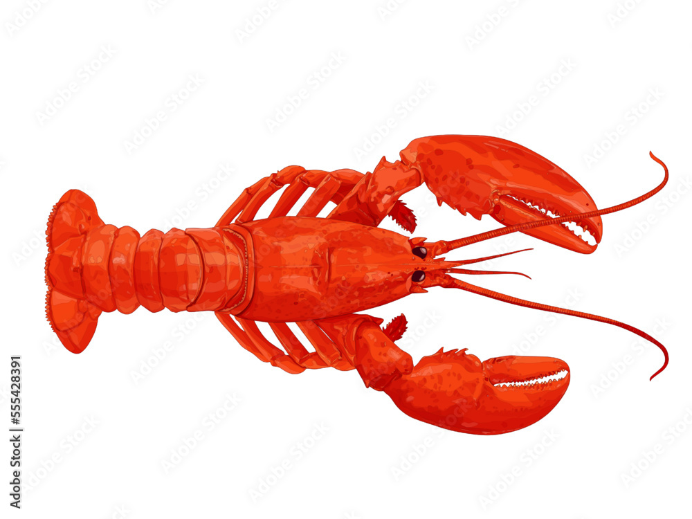 Beautiful lobster vector illustration background isolated on white ...