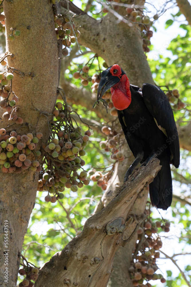 Bucorve du Sud, Grand calao terrestre, Bucorvus leadbeateri, Southern ...
