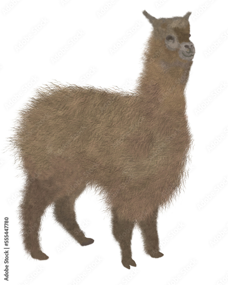 Drawing of a brown alpaca on a transparent background. Fluffy kind ...