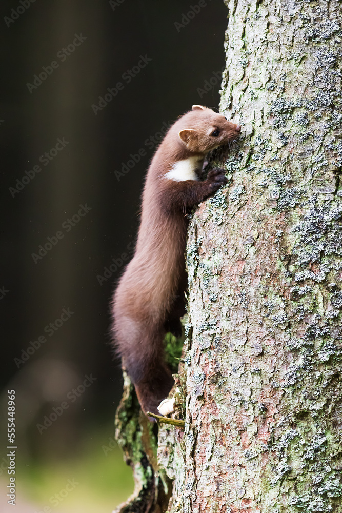 female beech marten (Martes foina), also known as the stone marten ...