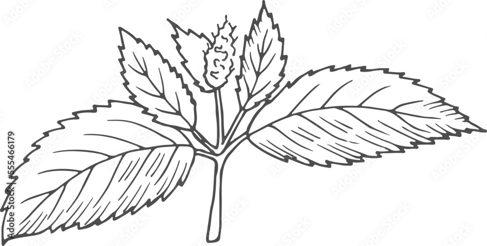 Peppermint plant. Botanical drawing. Hand darwn leaves Stock Vector ...