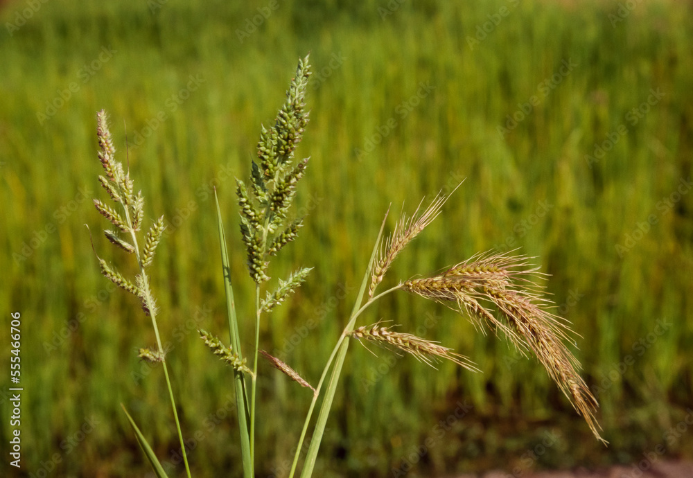 Agriculture - Weeds, Inflorescence of Barnyardgrass (Echinochloa crus ...