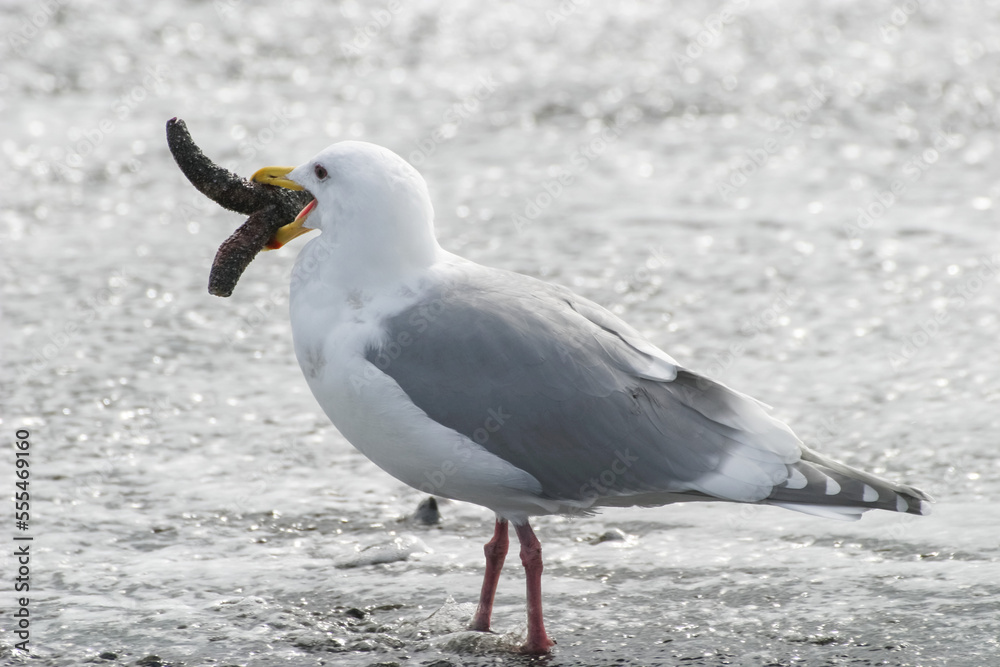 Glaucous-winged Gull (Larus glaucescens) with a starfish in it's mouth ...