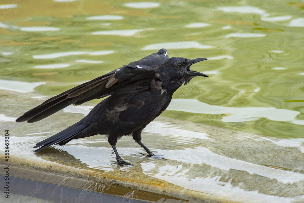 Black bird cawing while standing on the edge of a water feature in a ...
