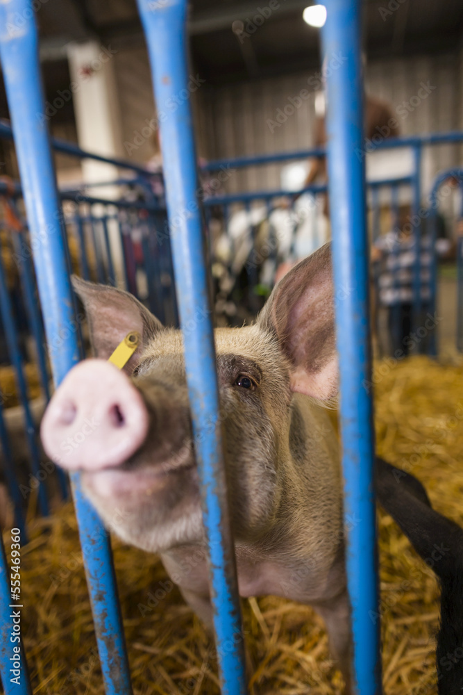 A pig (Sus scrofa domesticus) sticks it's snout through a steel gate at ...