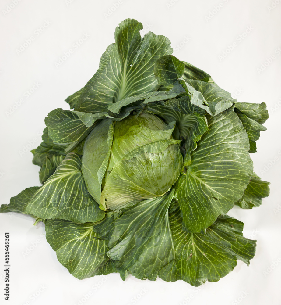 A giant cabbage sits on a clean white background at the Alaska State ...
