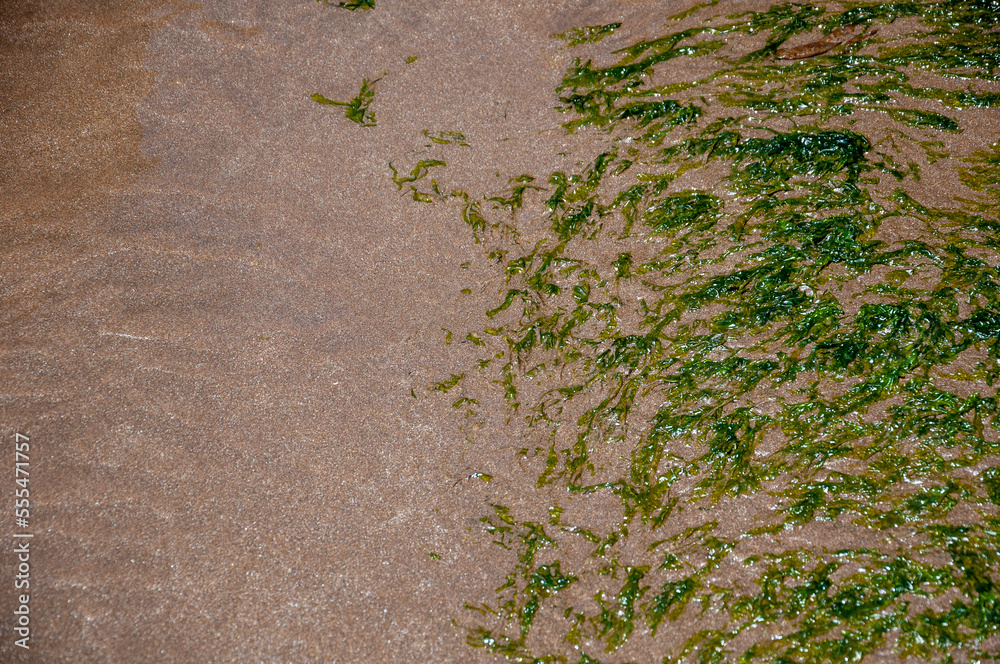 Macroalgae - Green Algae Chlorophyta - Chlorophytina on the sand on a beach in Mar del Plata ...