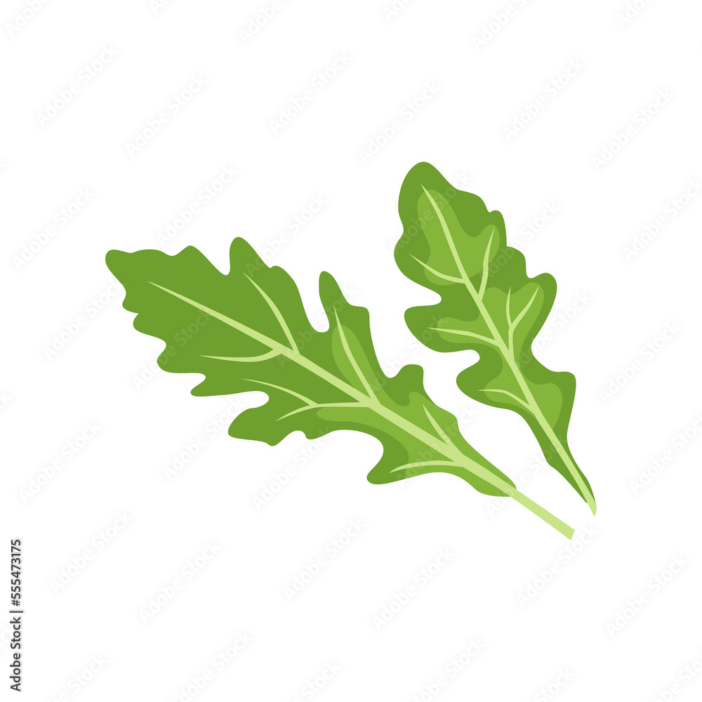 Arugula with vitamin C vector illustration. Cartoon drawing of enriched ...