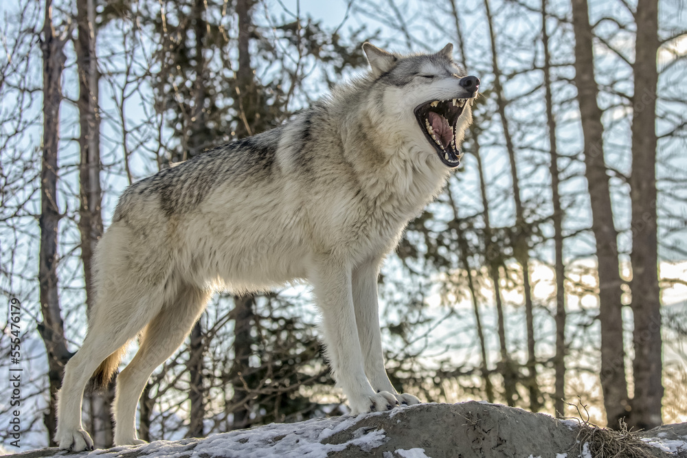 A Gray wolf (Canis lupus) female yawns while showing a good wolf ...