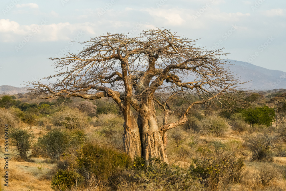 Leafless Baobab tree (Adansonia Digitata) with trunk scarred by ...