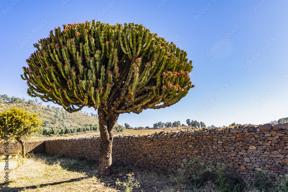 Arborescent cactus by the Dungur Palace, known locally as the Palace of ...