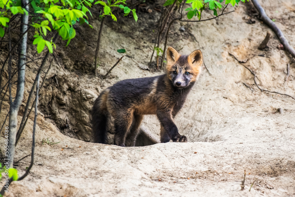 Red fox (Vulpes vulpes) kit, Cross Fox colour phase, emerging from its ...