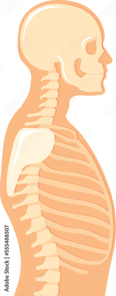 Human upper body side view. Anatomical illustration Stock Vector ...