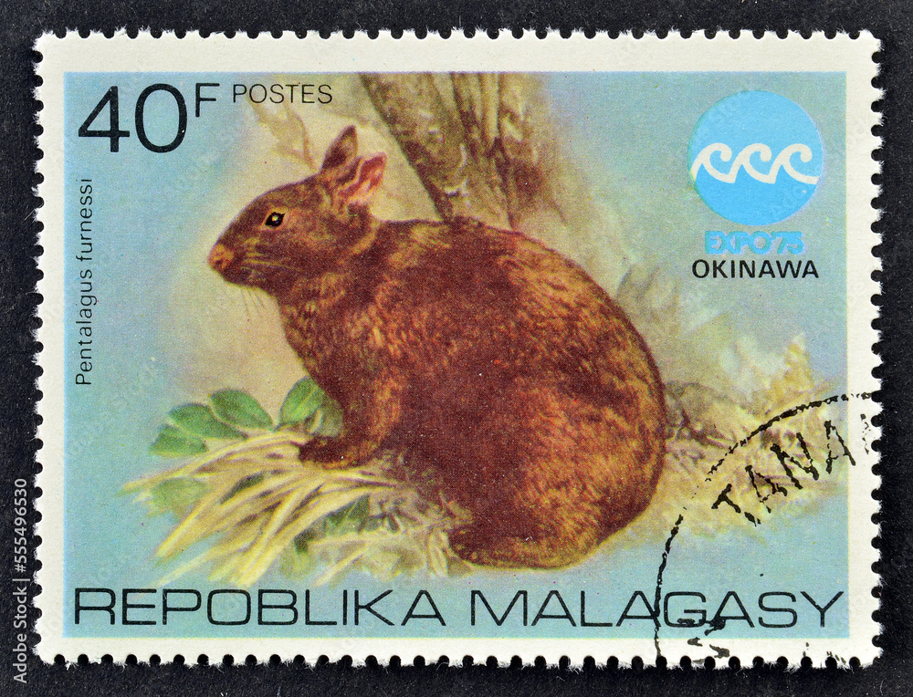 Cancelled postage stamp printed by Malagasy, that shows Amami Rabbit ...