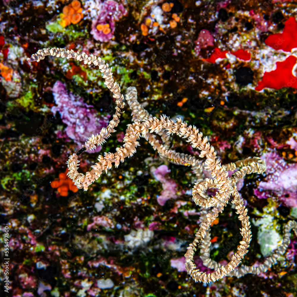 Spiral Wire Coral (Cirrhipathes spiralis) living on the backwall of ...