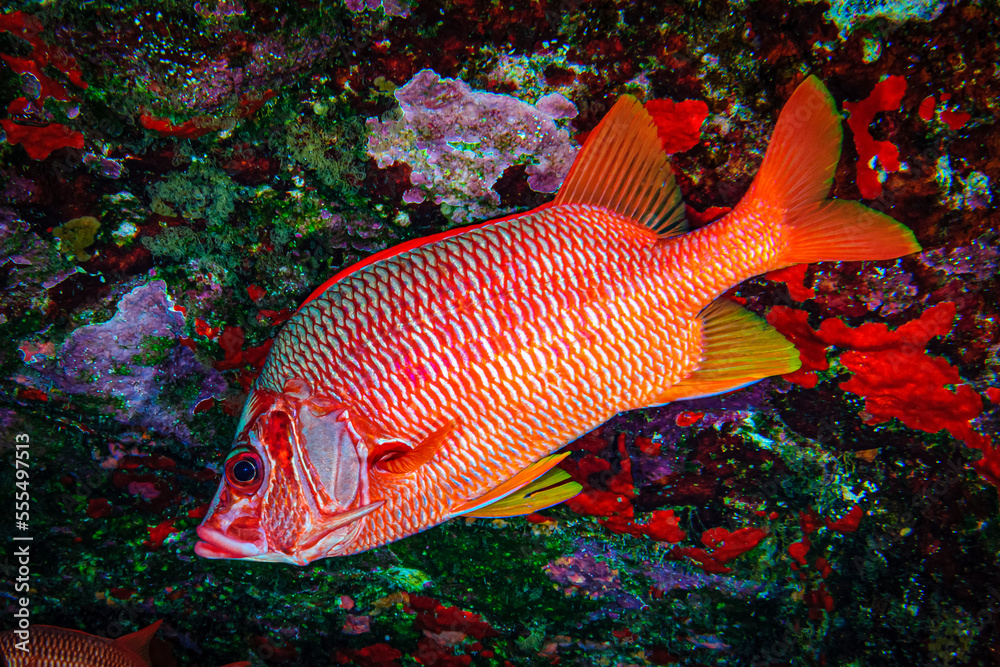 Saber Squirrelfish (Sargocentrum spiniferum) at the backwall of ...
