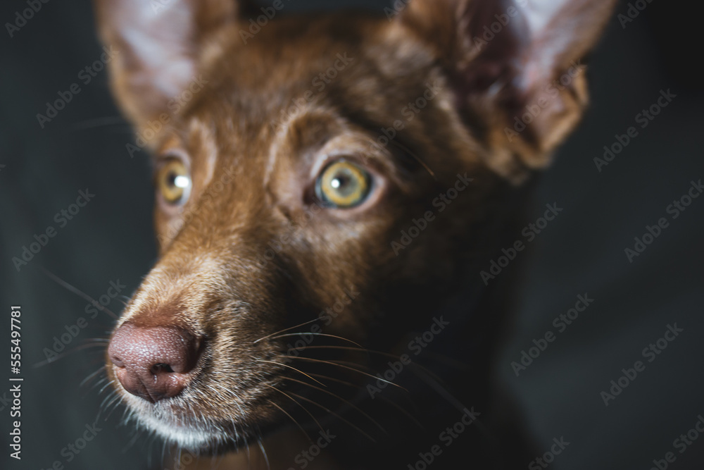 Podenko ibitsenko, ibisan greyhound portrait. Hunting dogs breed ...