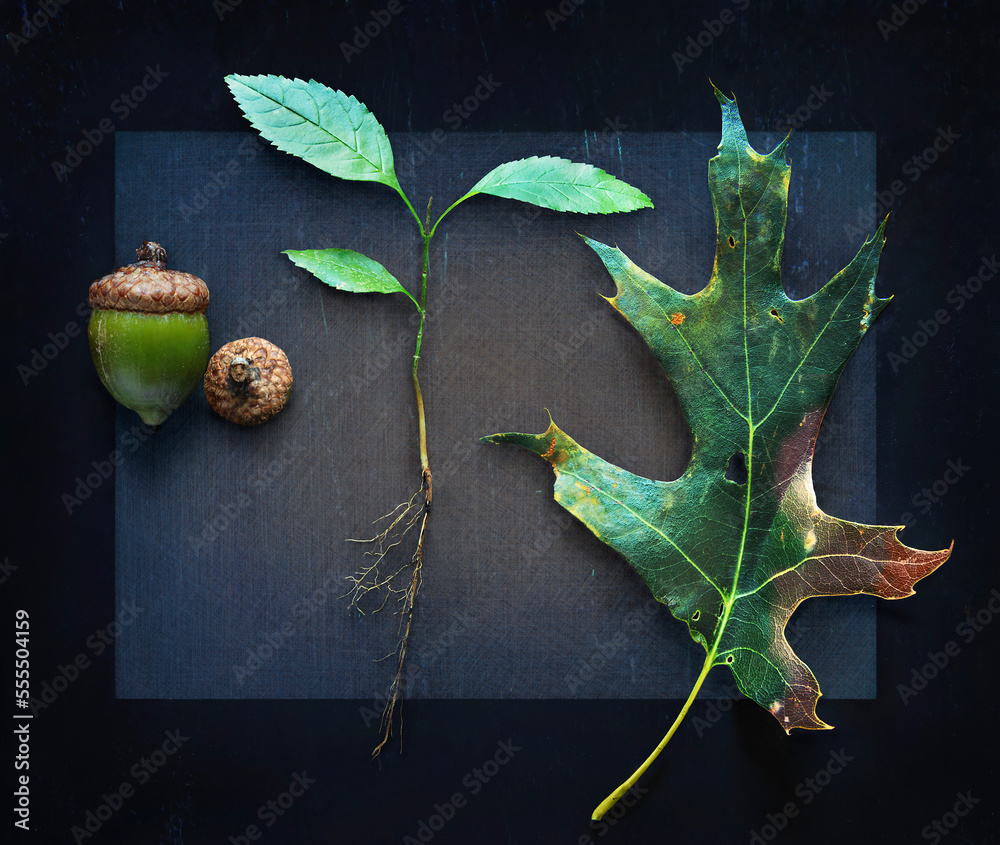 Three Stages of Oak Tree Growth with Acorn, Root and Leaf Stock Photo ...